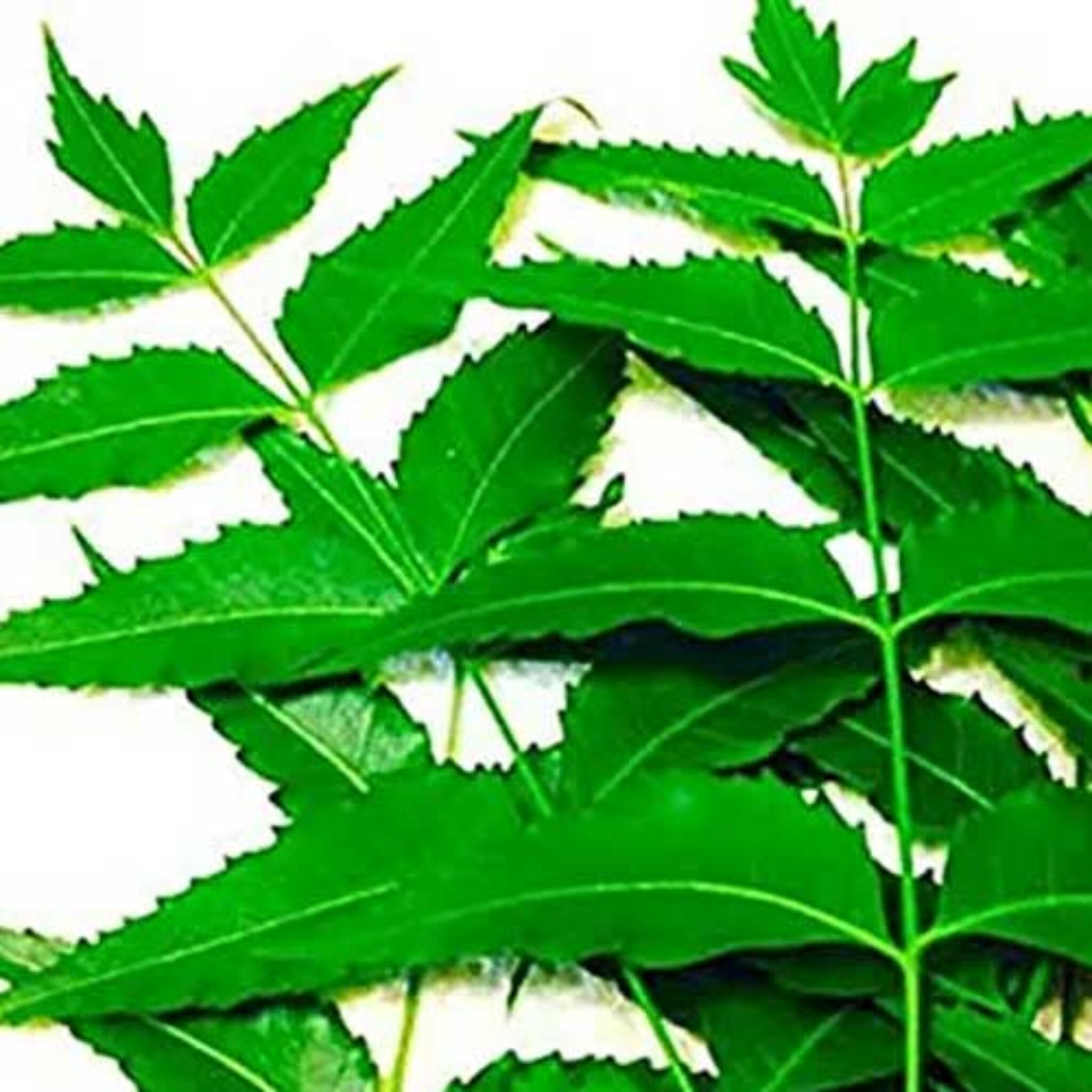 10 Benefits of Neem Leaves - Karadi Organics