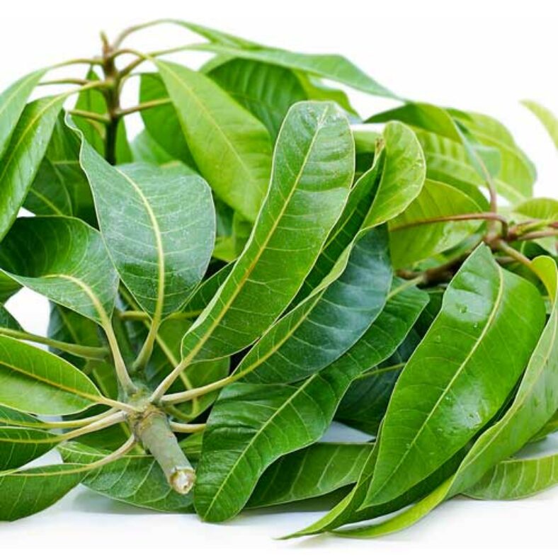 10 Traditional Uses of Mango Leaves Across Cultures - Karadi Organics
