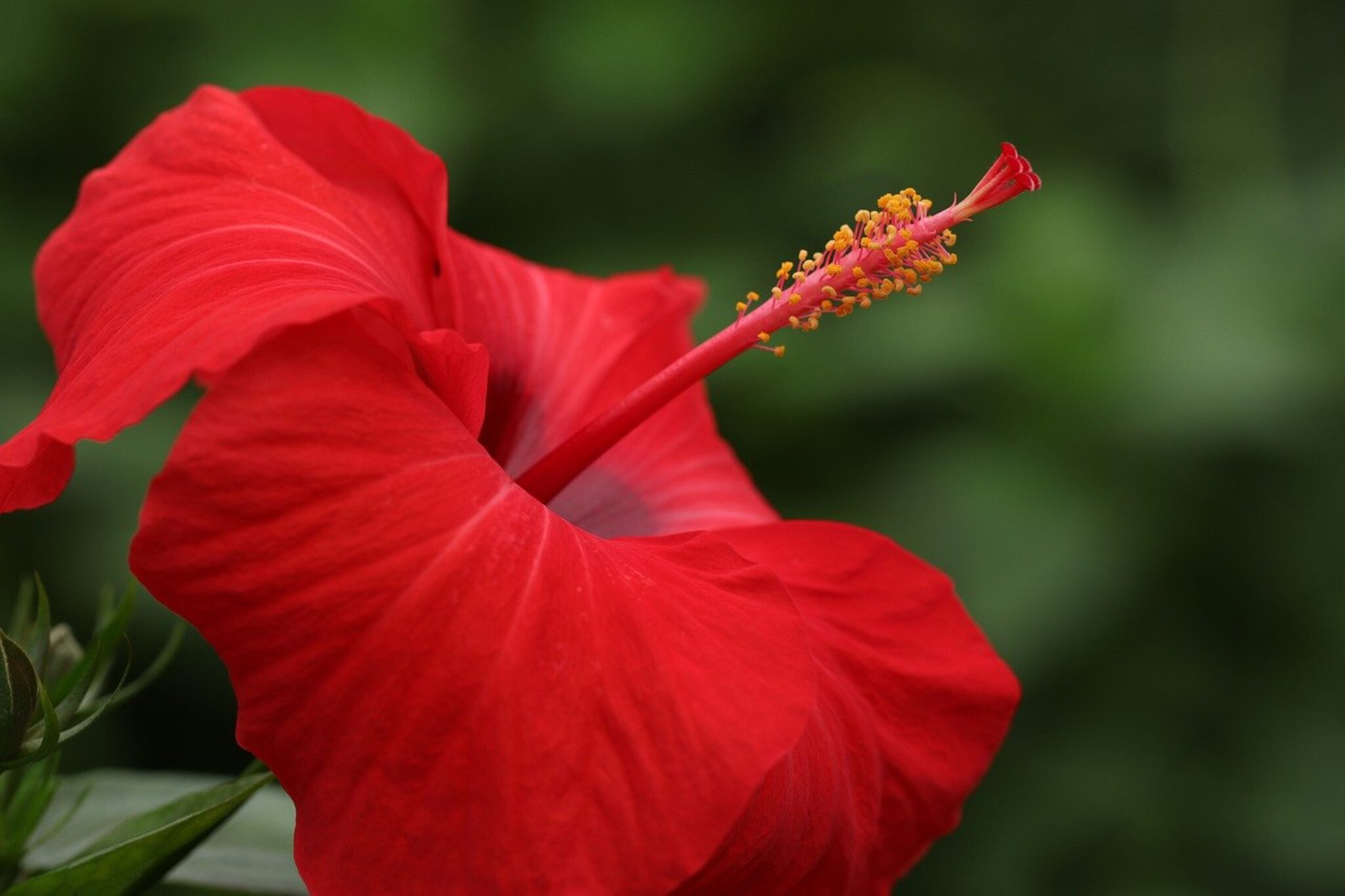 10 Creative Hibiscus Recipes to Try at Home - Karadi Organics