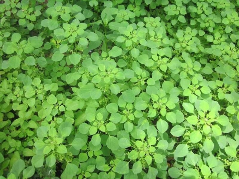 Kuppaimeni (Acalypha indica) and Its Medicinal Benefits - Karadi Organics